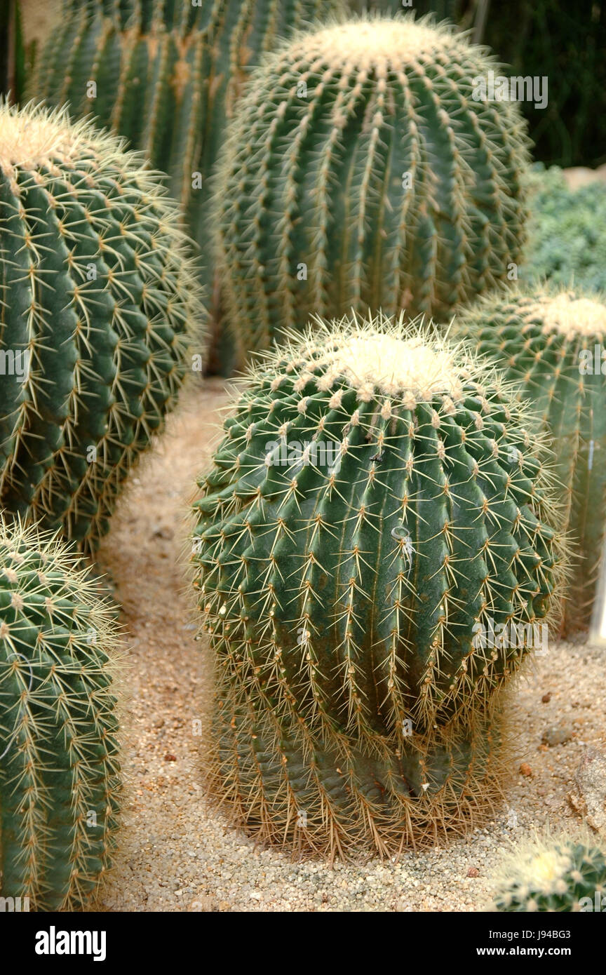 flower, plant, flowers, thorns, pointed, cactus, tropical, thorn ...