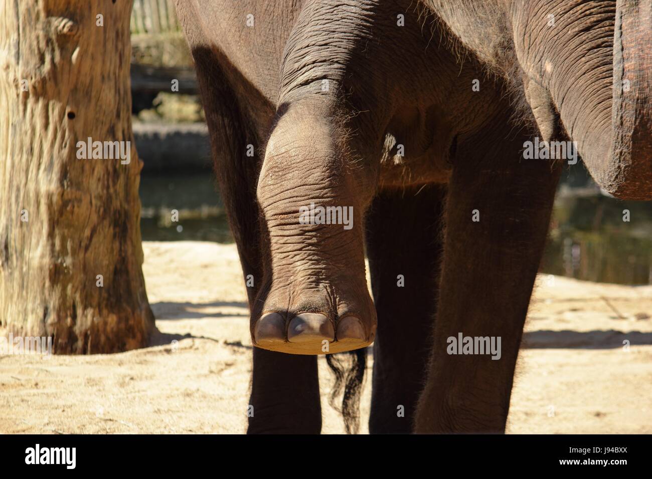 Elefantes maximus hi-res stock photography and images - Alamy