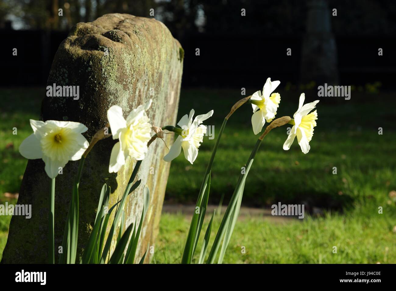 flower, plant, bloom, blossom, flourish, flourishing, easter, spring ...
