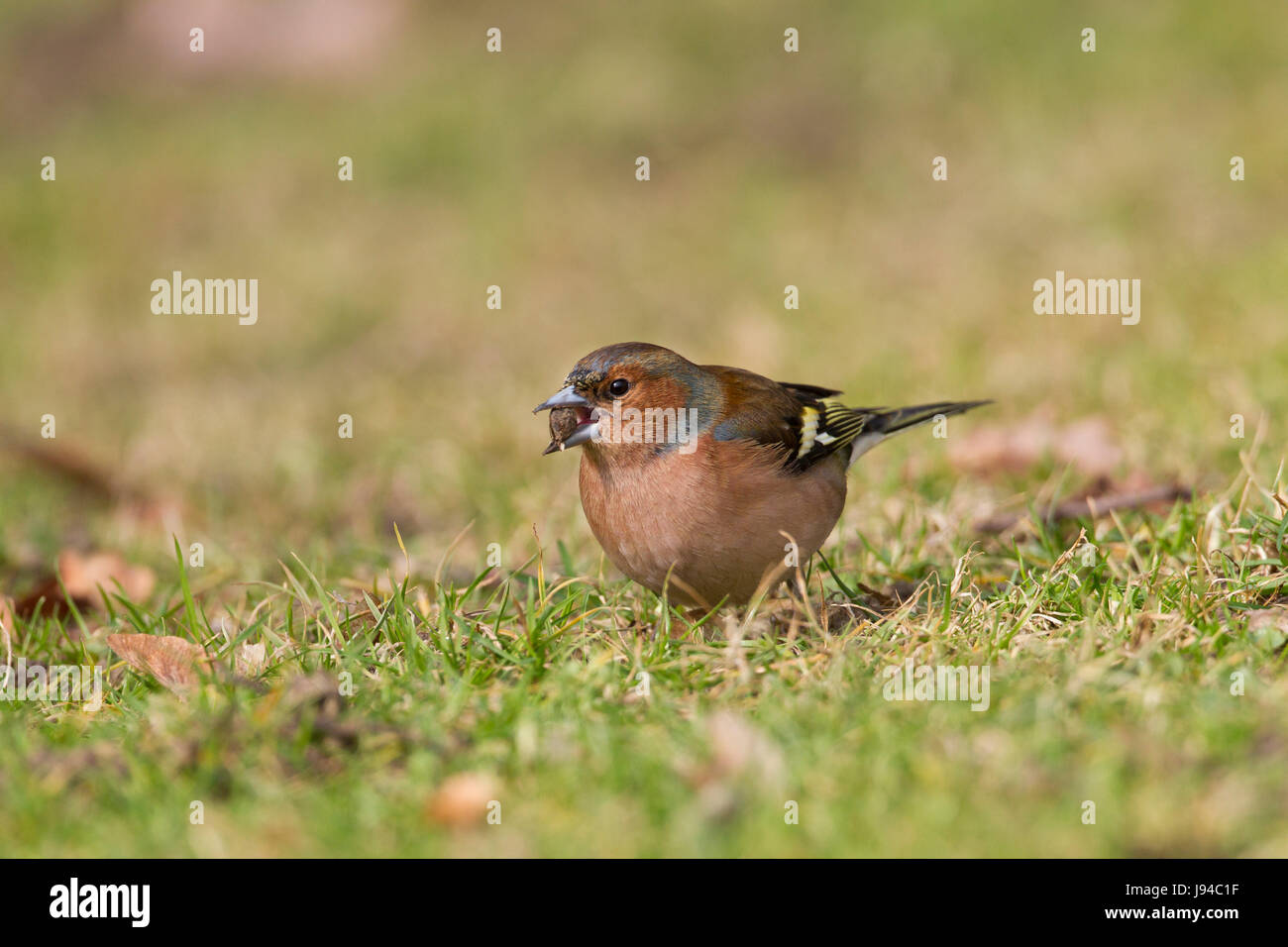 animal, bird, wild, birds, horizontal, chaffinch, nature, animal, bird ...
