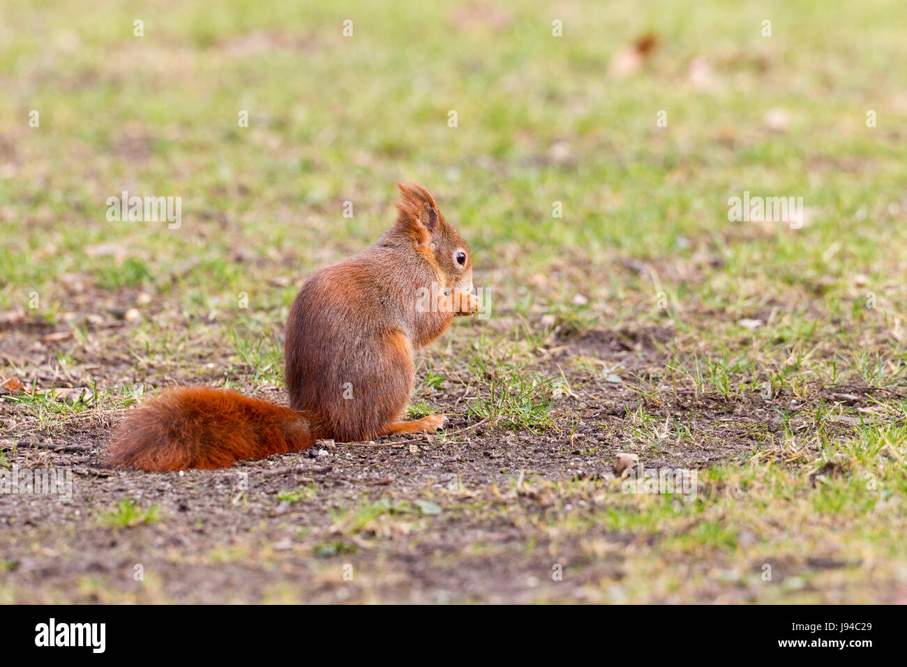 red squirrel (sciurus vulgaris Stock Photo - Alamy