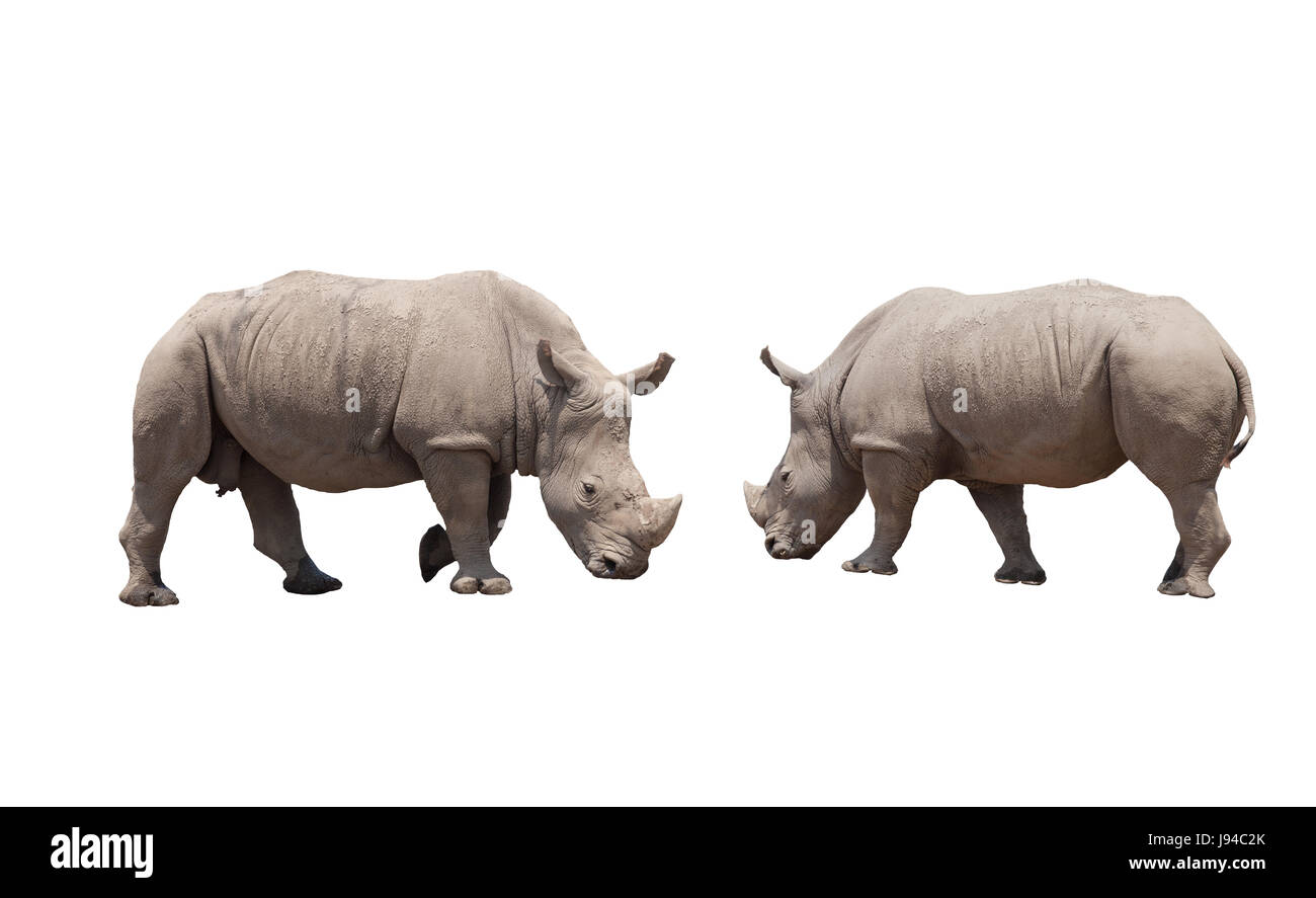 rhino isolated white background use for multipurpose Stock Photo - Alamy