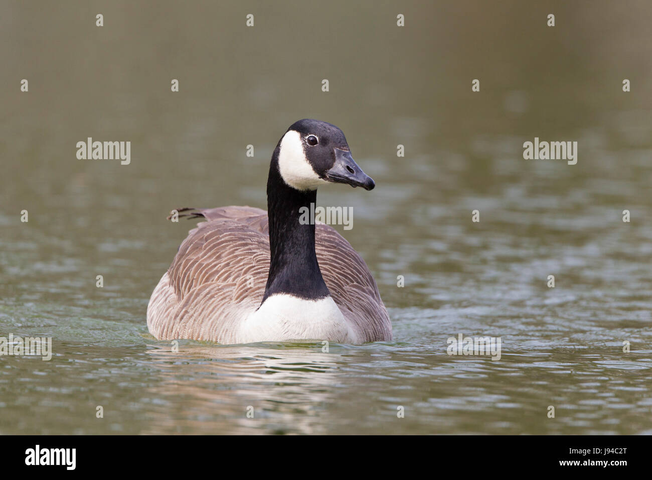 animal, horizontal, goose, animal, wild, animals, black, swarthy ...