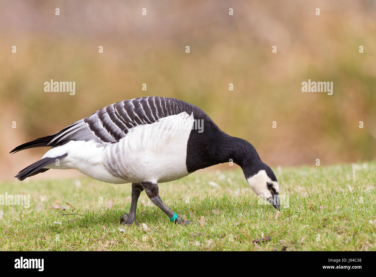 German goose step hi-res stock photography and images - Alamy