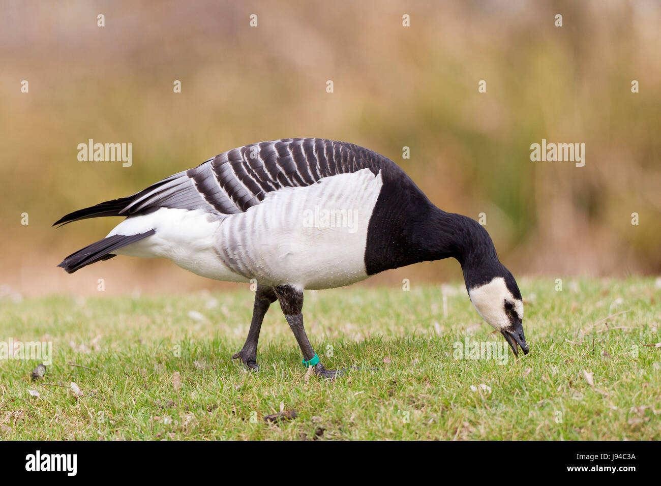 German goose step hi-res stock photography and images - Alamy