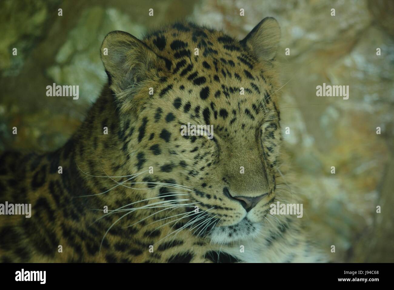 leopard (panthera pardus Stock Photo - Alamy