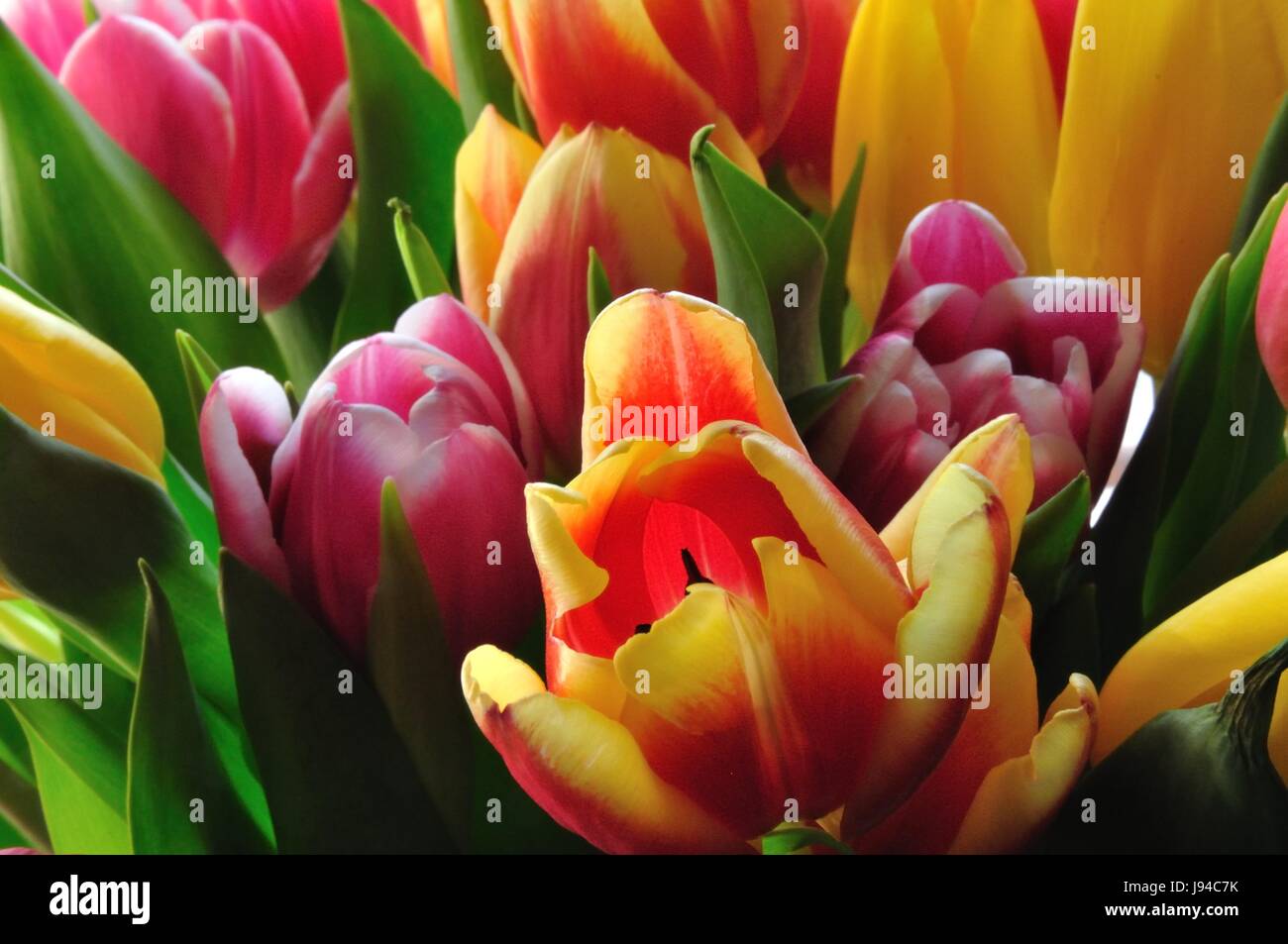 colour, bloom, blossom, flourish, flourishing, flower, plant, tulip ...