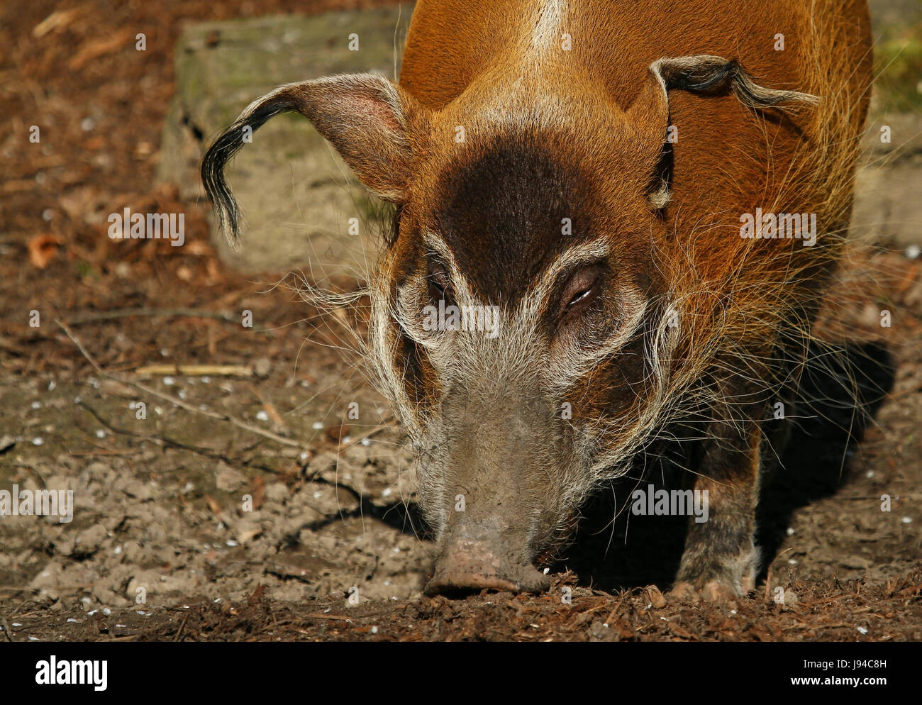 mammal, congo, senegal, pig, mammal, congo, senegal, pig, allesfresser ...