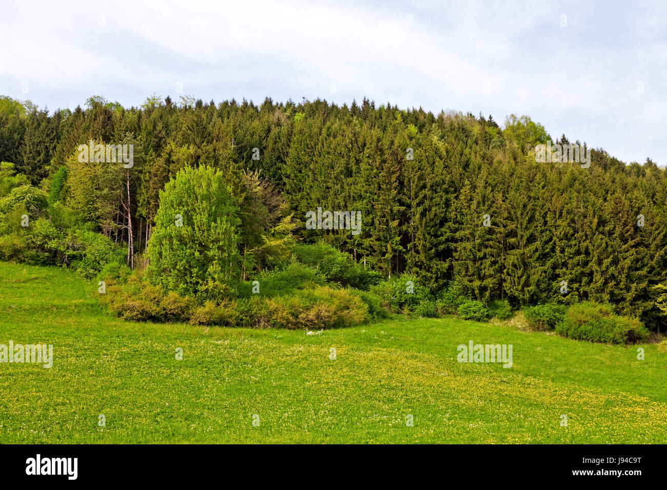 forest in spring Stock Photo - Alamy