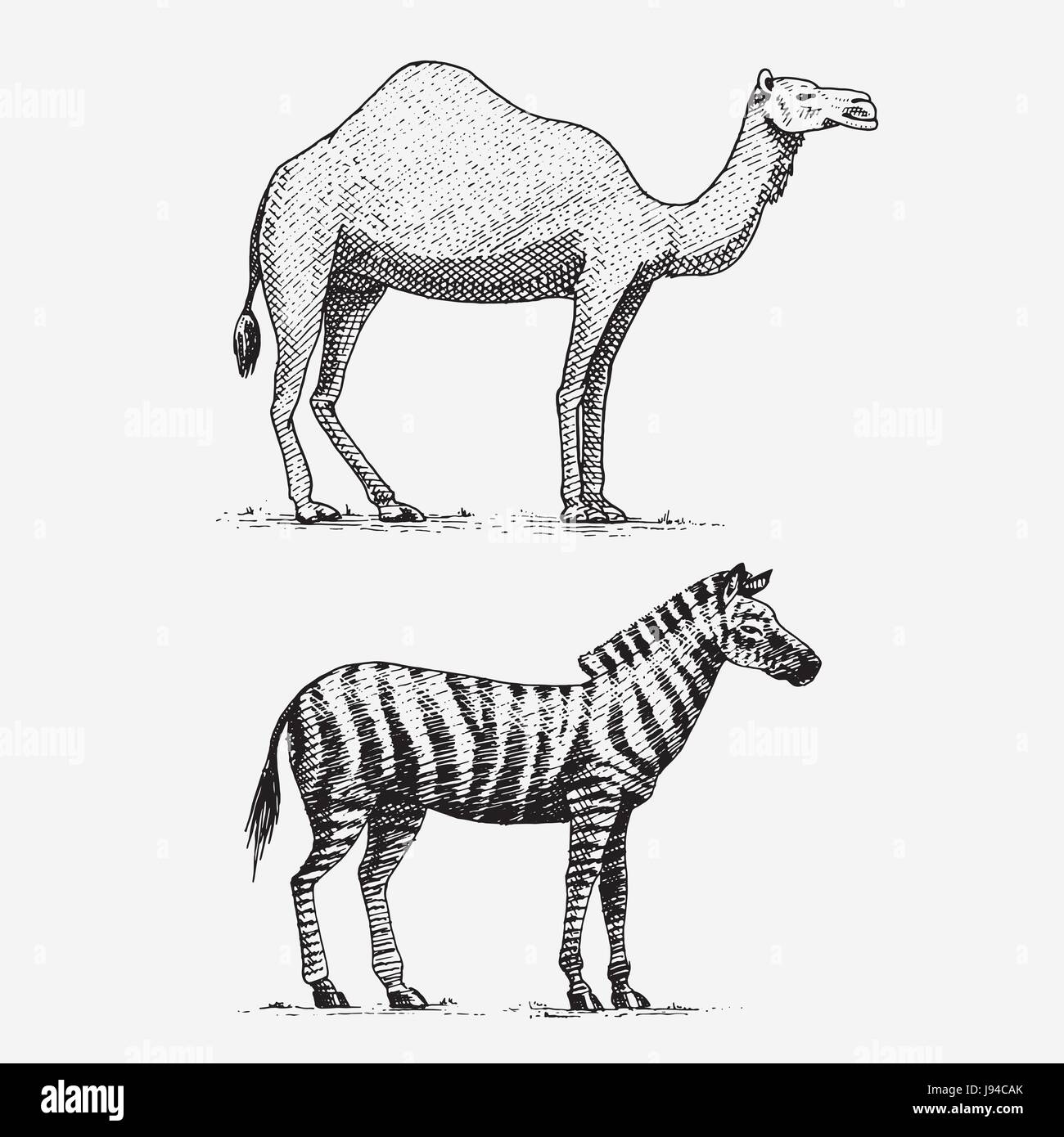 Giraffe camel hi-res stock photography and images - Alamy
