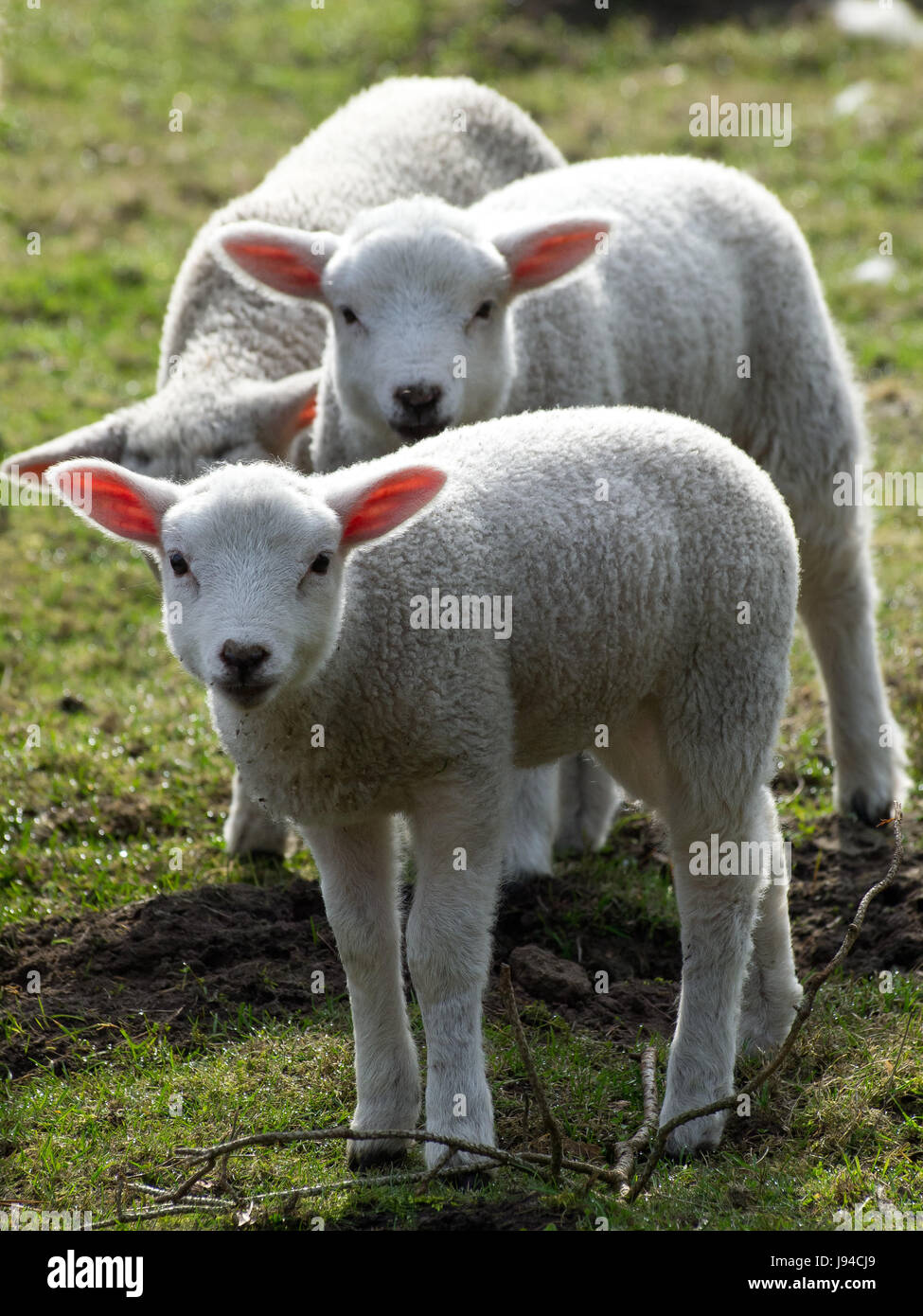 animal, sheep, easter, lamb, nature, animal, animals, sheep, wool ...