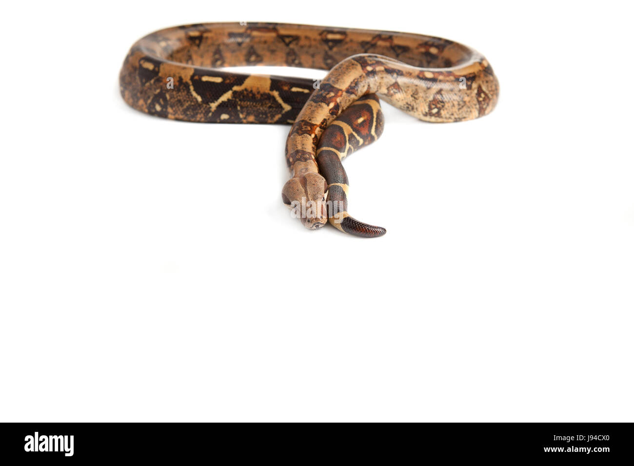 danger, optional, reptile, leather, snake, viper, snakeskin, macro ...