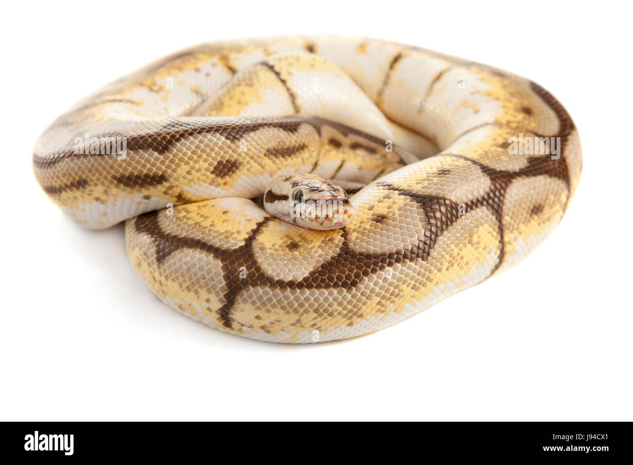 danger, optional, reptile, leather, snake, viper, snakeskin, macro ...