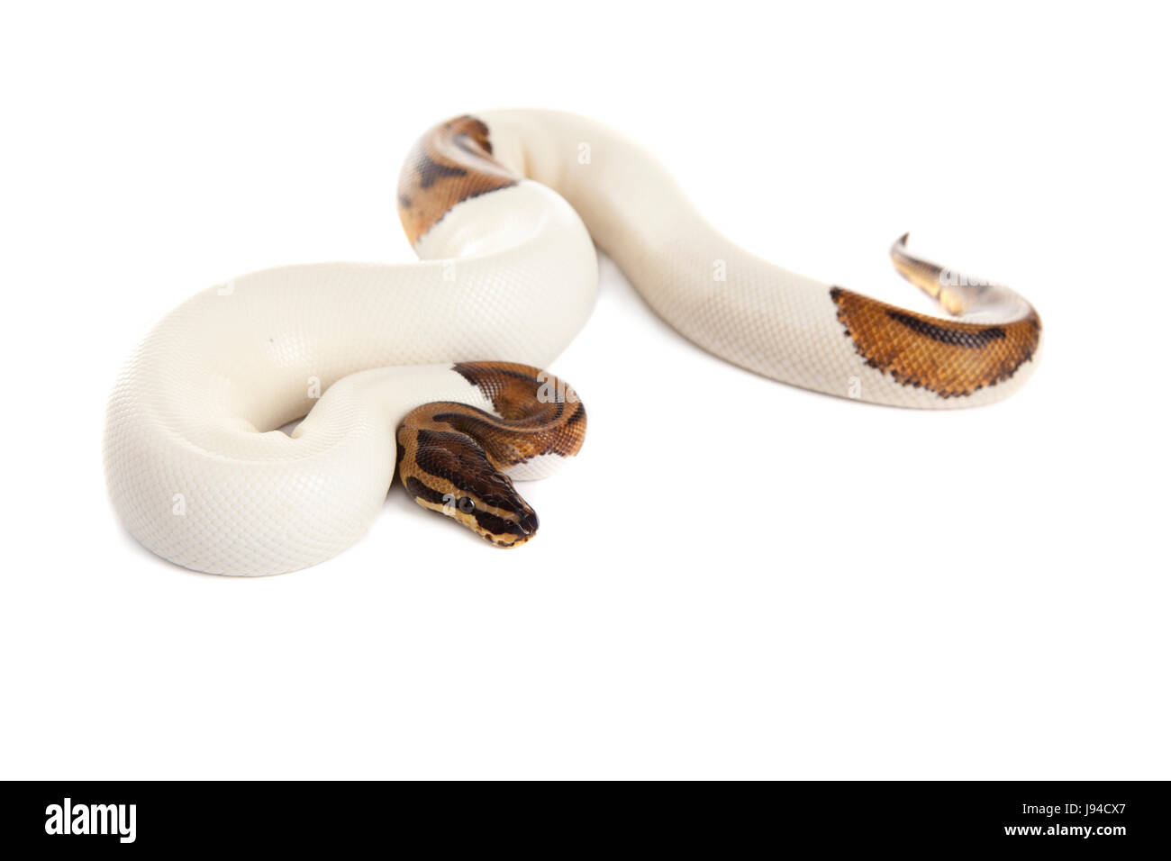 danger, optional, reptile, leather, snake, viper, snakeskin, macro ...
