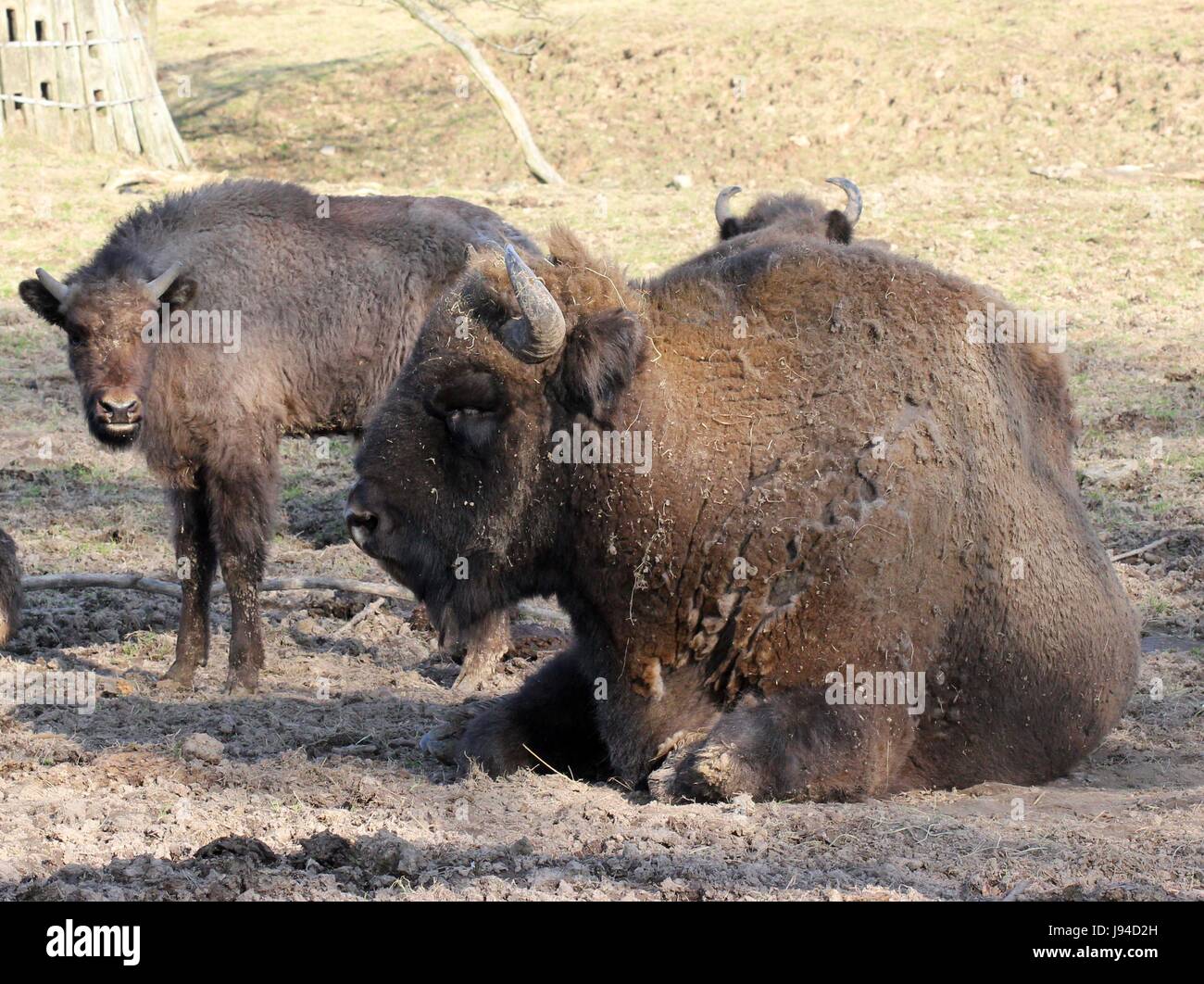 bison family in tierpark sababurg Stock Photo - Alamy