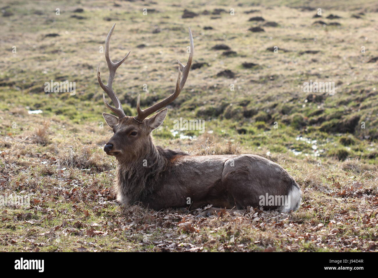 zoo, spring, horns, dormant, meadow, shine, shines, bright, lucent ...