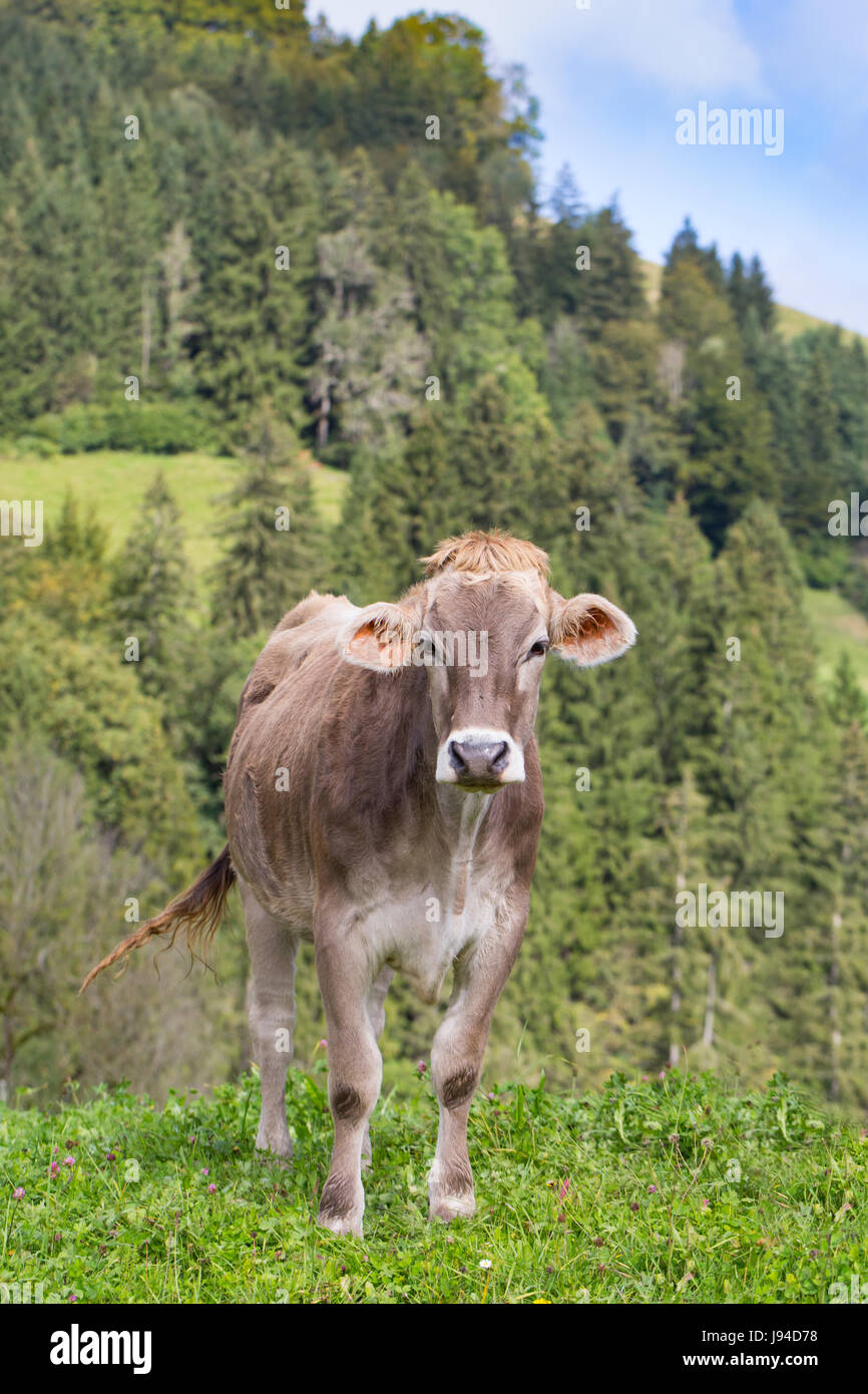brown cow standing in natural meadow with trees and blue sky Stock ...