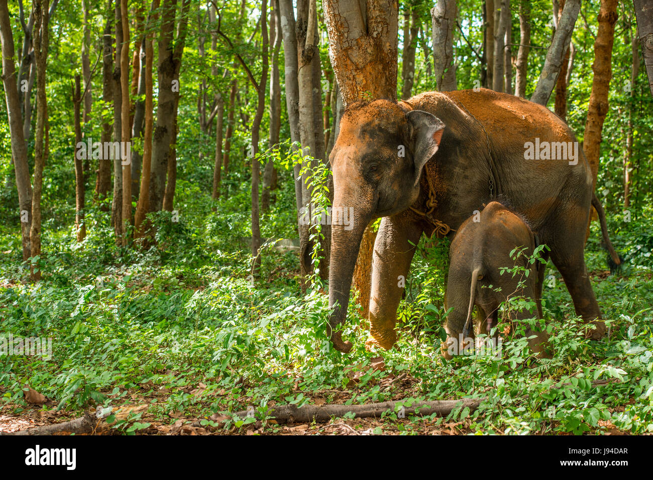Elephant baby drinking milk hi-res stock photography and images - Alamy