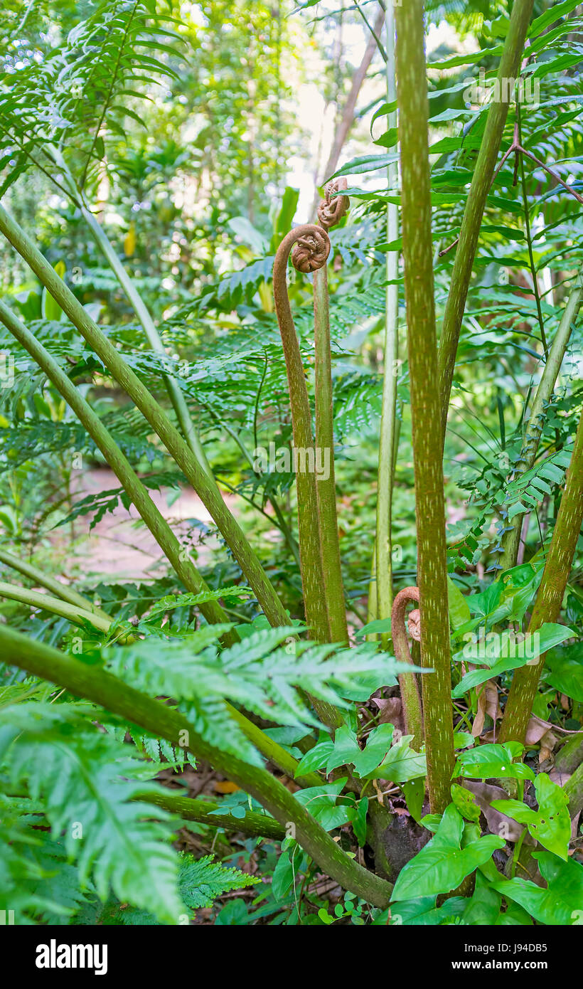 Fernery garden hi-res stock photography and images - Alamy