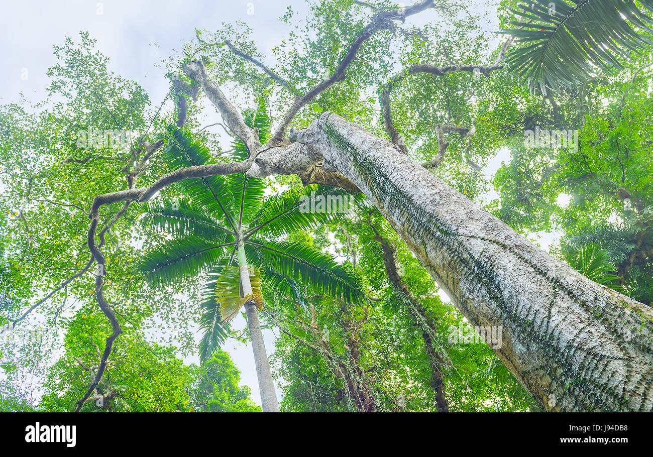 High trees with sprawling tree crown are the visit card of rainforest ...