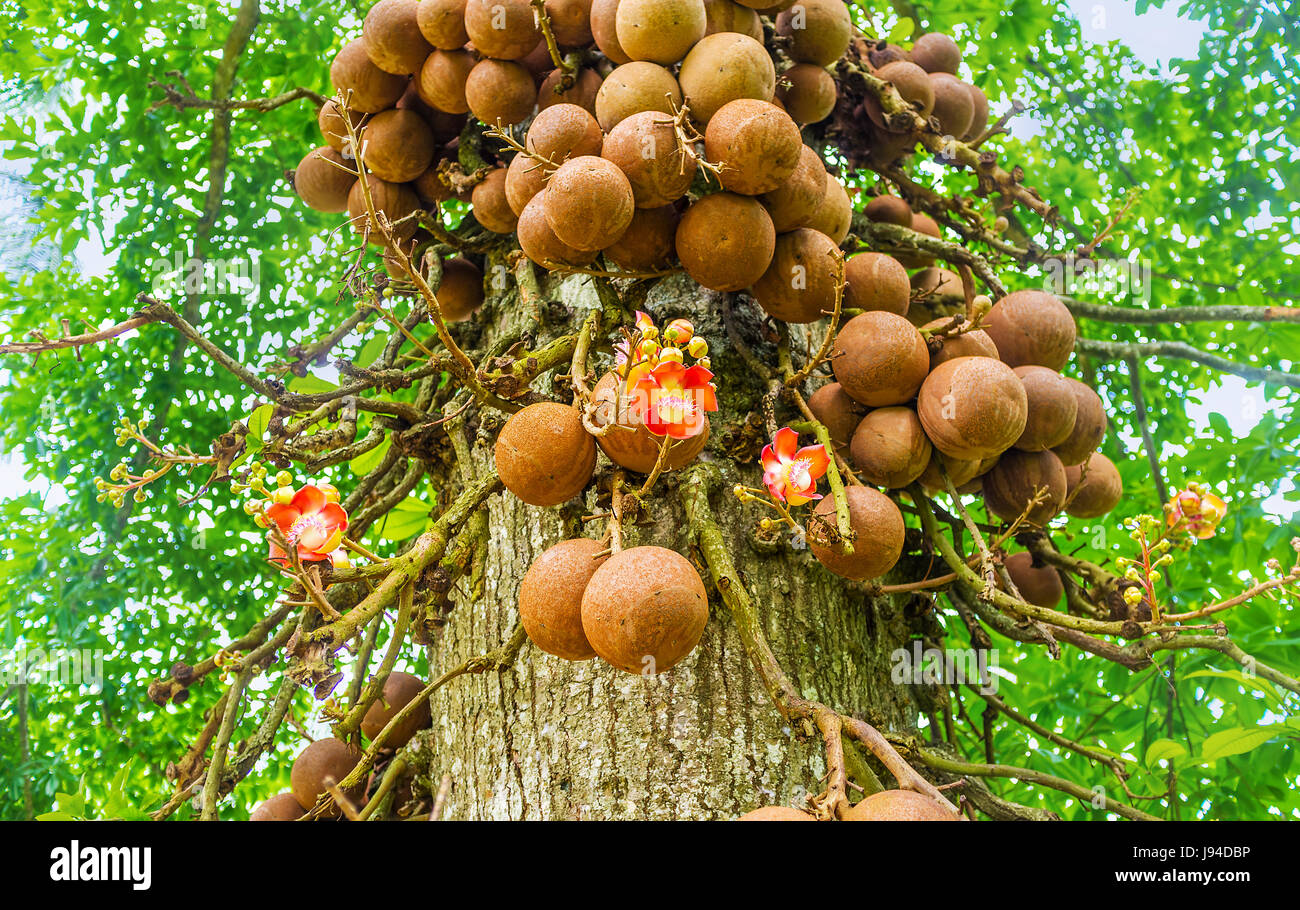 Cannonball tree fruits hi-res stock photography and images - Alamy