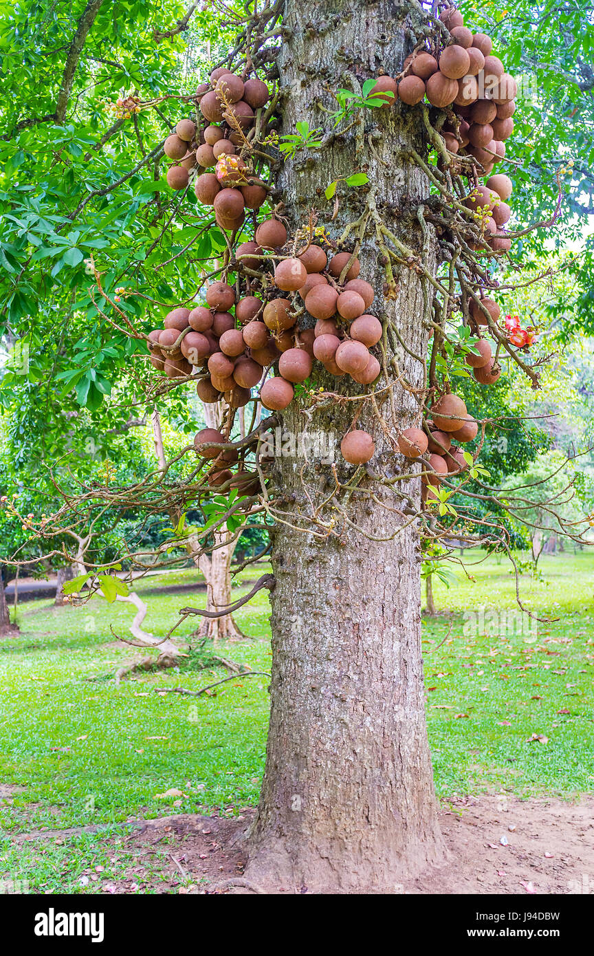 The special fruits of the cannon ball tree grow on the branches next to ...