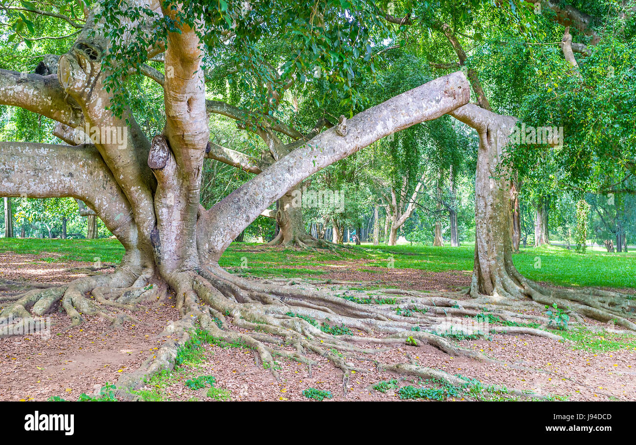 Ornamental Plants Roots High Resolution Stock Photography and Images ...