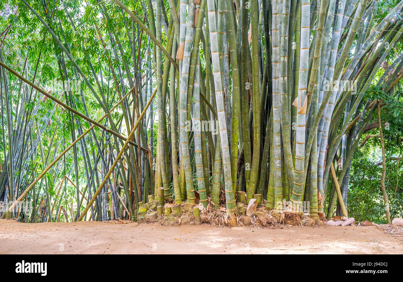 The view on big root system of big bamboo bush on Botanical Garden in ...