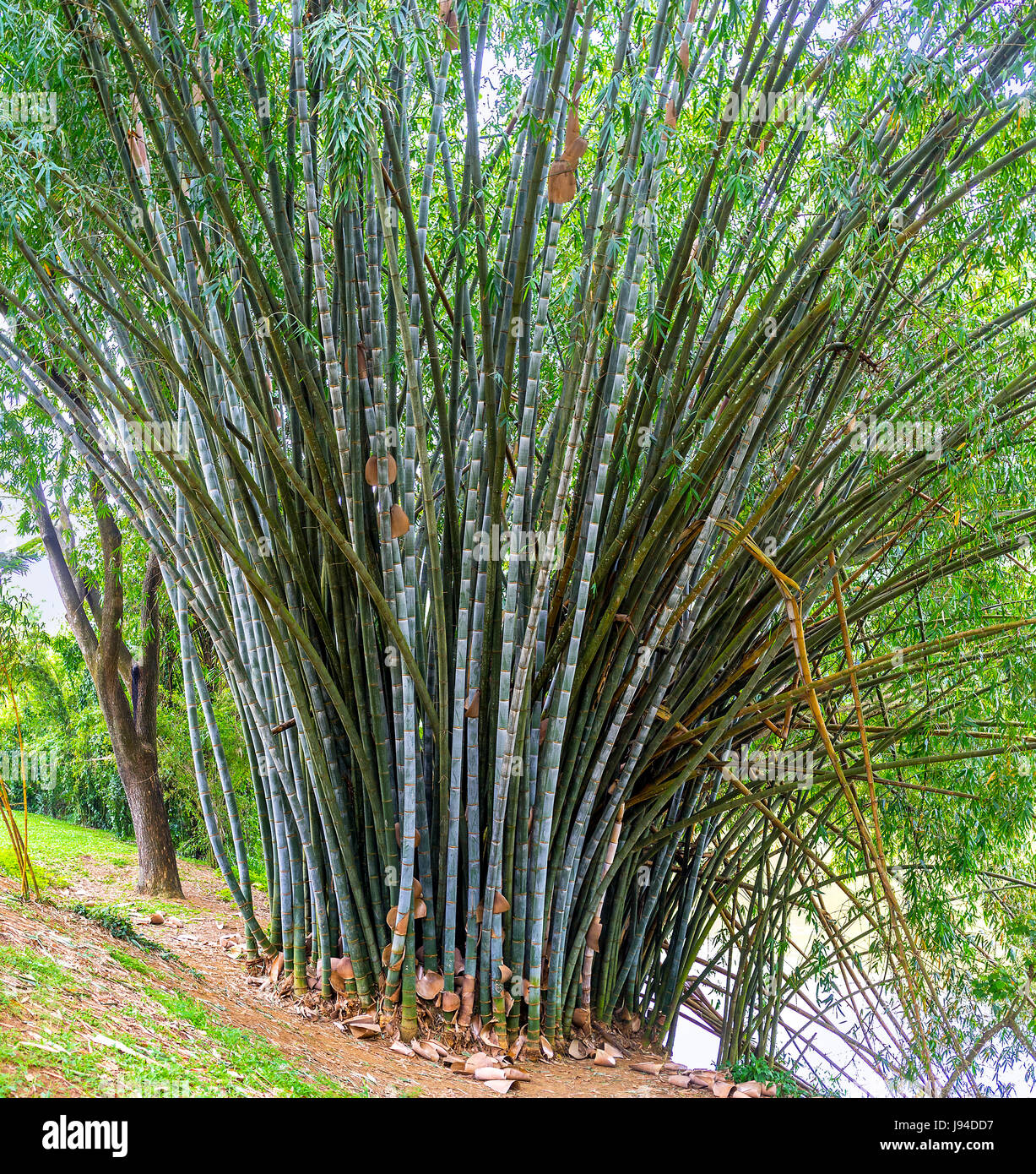 The big bush of bamboo located on the territory of bamboo area in Royal ...