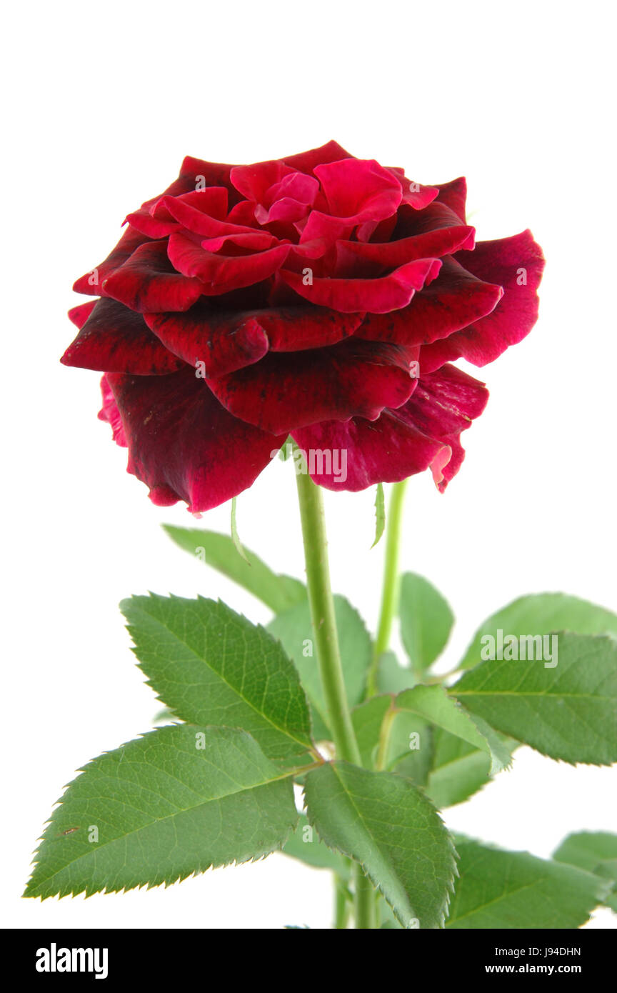 beautiful, beauteously, nice, isolated, colour, flower, plant, rose ...