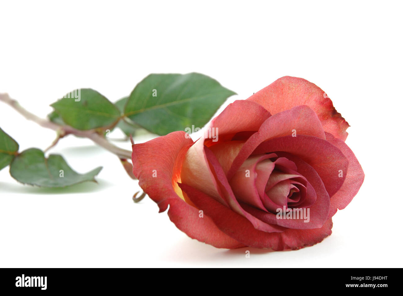 beautiful, beauteously, nice, isolated, colour, flower, plant, rose ...