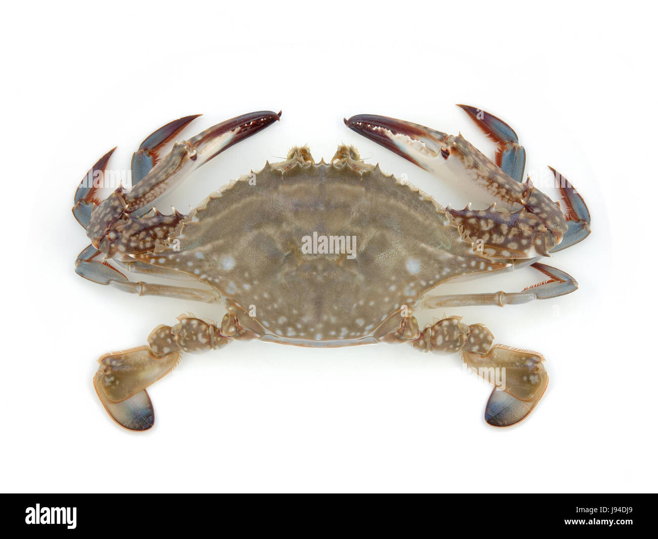 legs, isolated, fish, shell, claws, lobster, claw, crab, seafood, cook ...