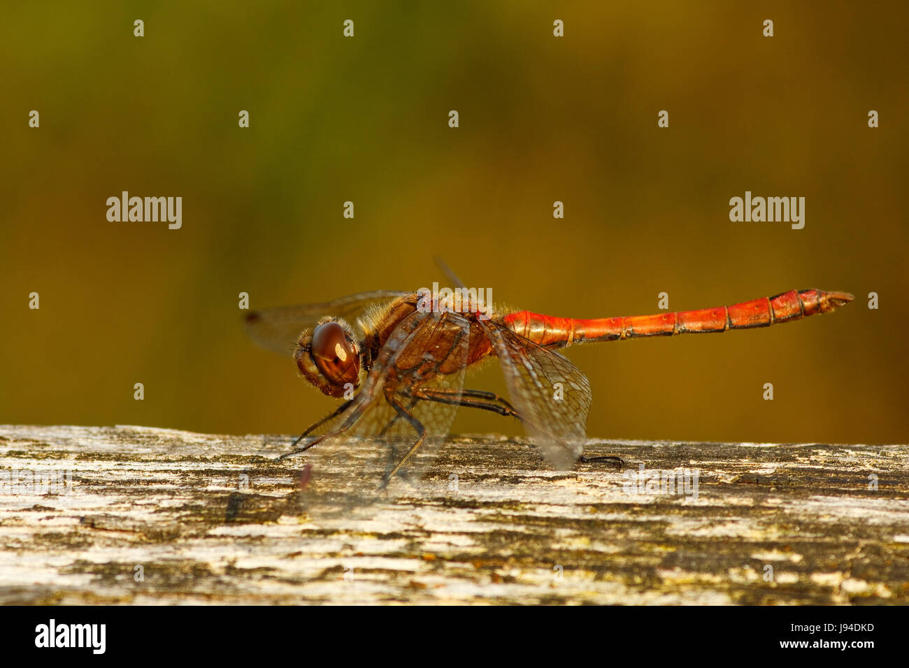 vagrant darter - sympetrum vulgatum Stock Photo - Alamy