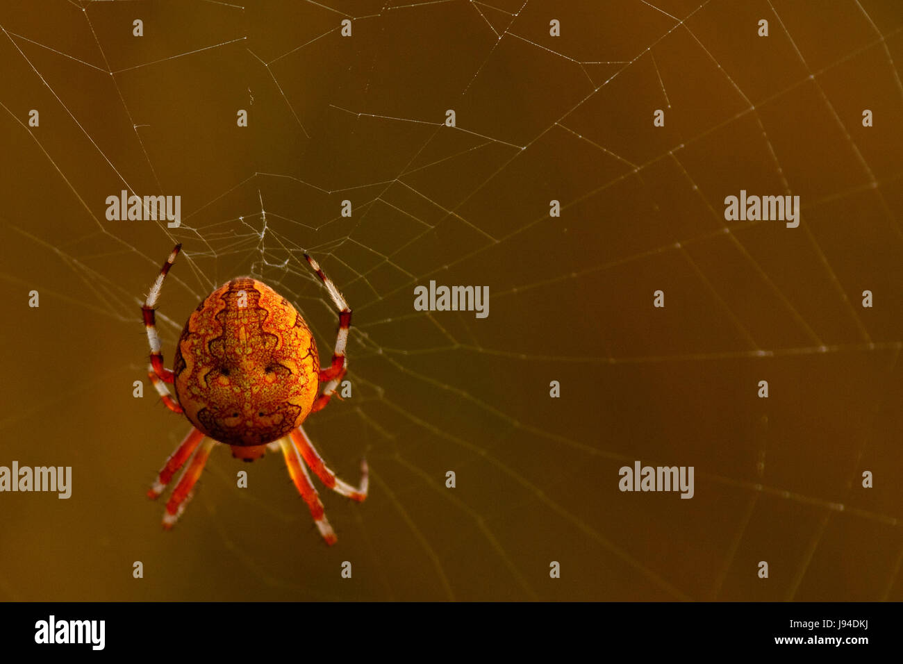 insect, spider, fen, mottles, orange, hunter, nature-sanctuary, spider ...