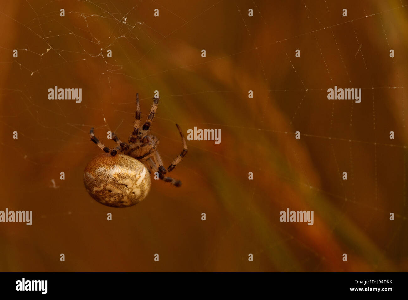 spider, fen, nature-sanctuary, spider, fen, nature, net, cobweb ...