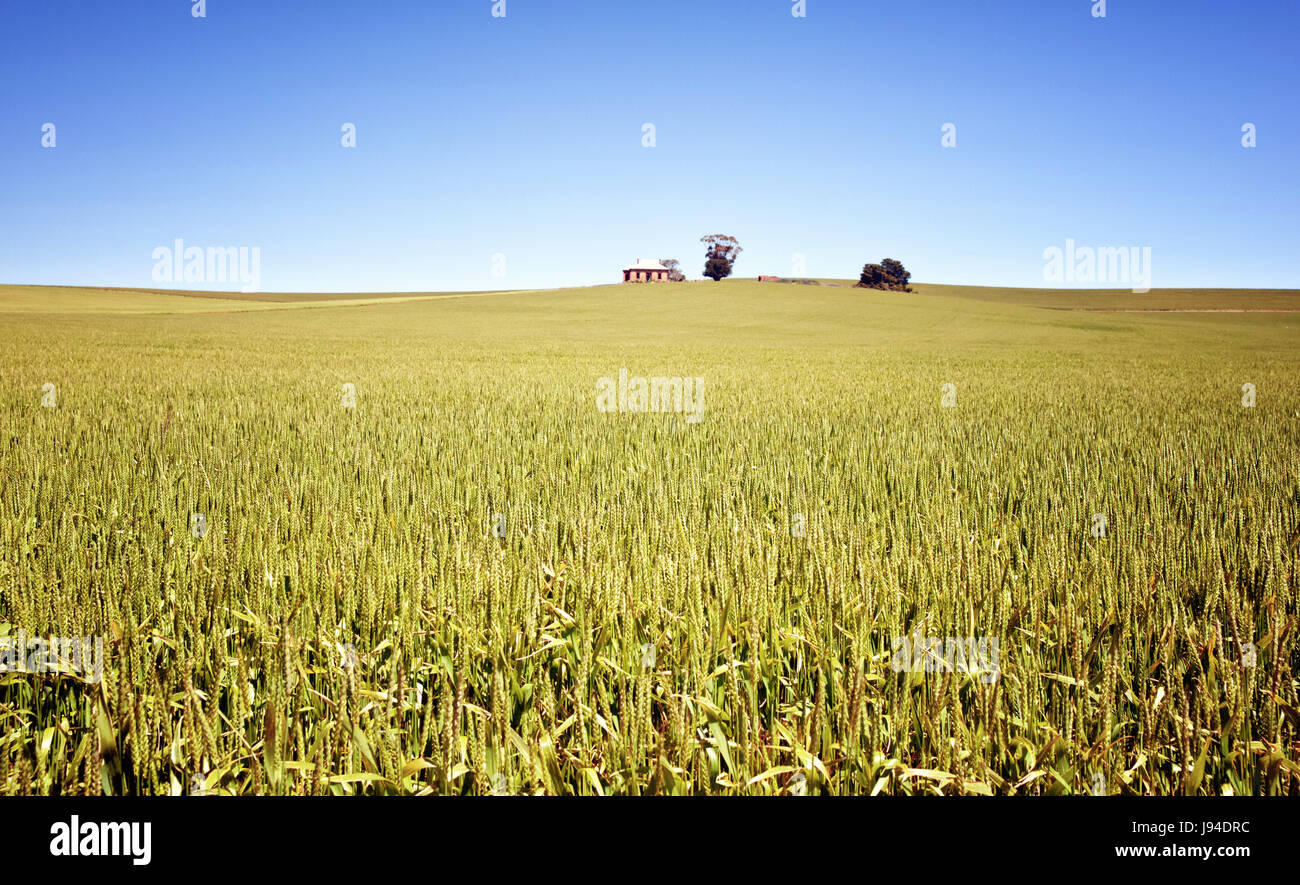 house, building, agriculture, farming, field, ruins, wheat, farm ...