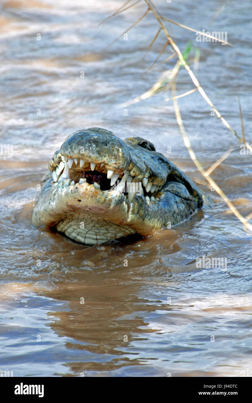 reptile, africa, crocodile, to gorge, engulf, devour, safari, wild ...