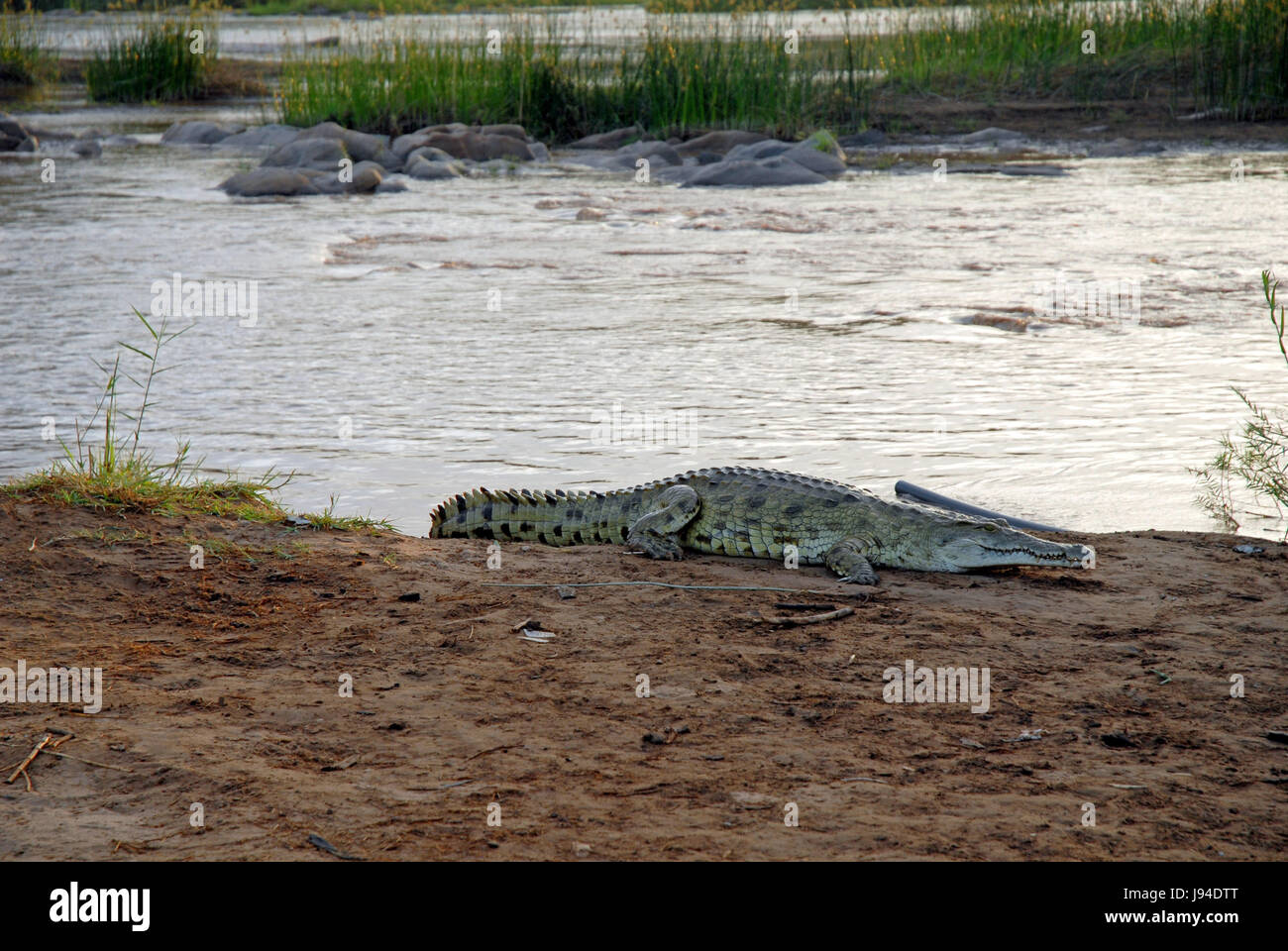 africa, kenya, crocodile, saurian, safari, wild animal, river, water ...