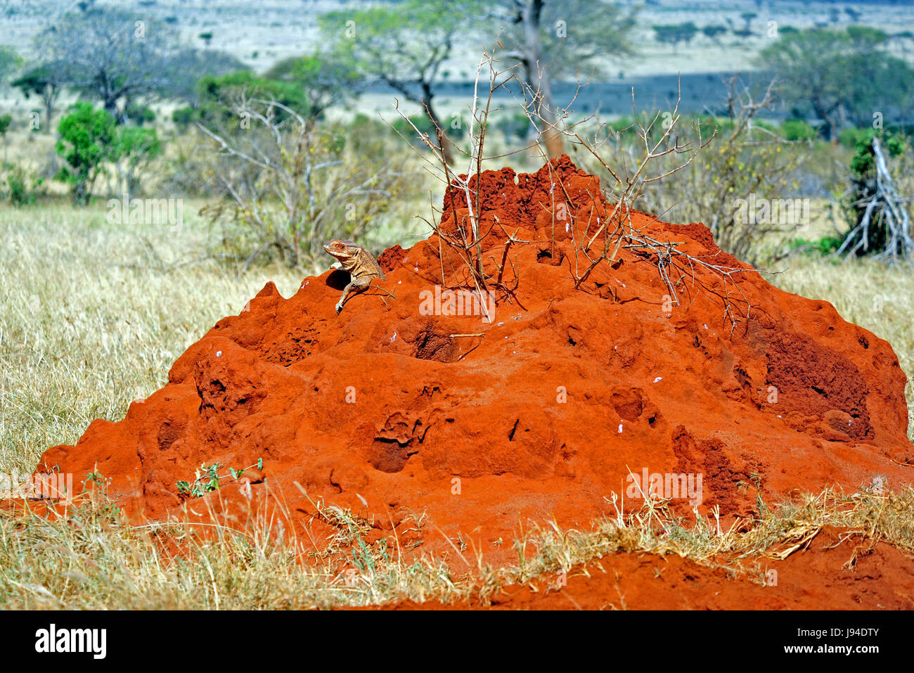 hill, africa, kenya, savannah, saurian, safari, wild animal, red, hill ...