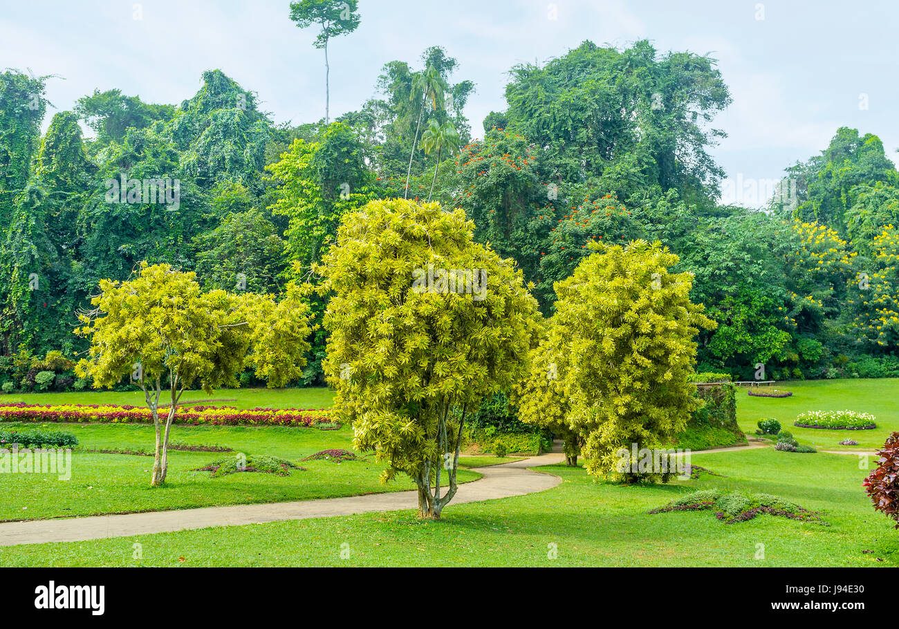The large collection of different plants in Paradeniya Royal Botanical ...
