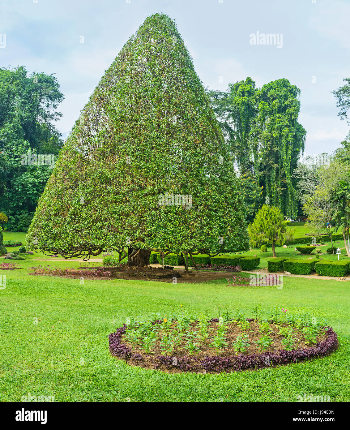 The beautiful tree is trimmed in shape of triangle, it grows in the ...