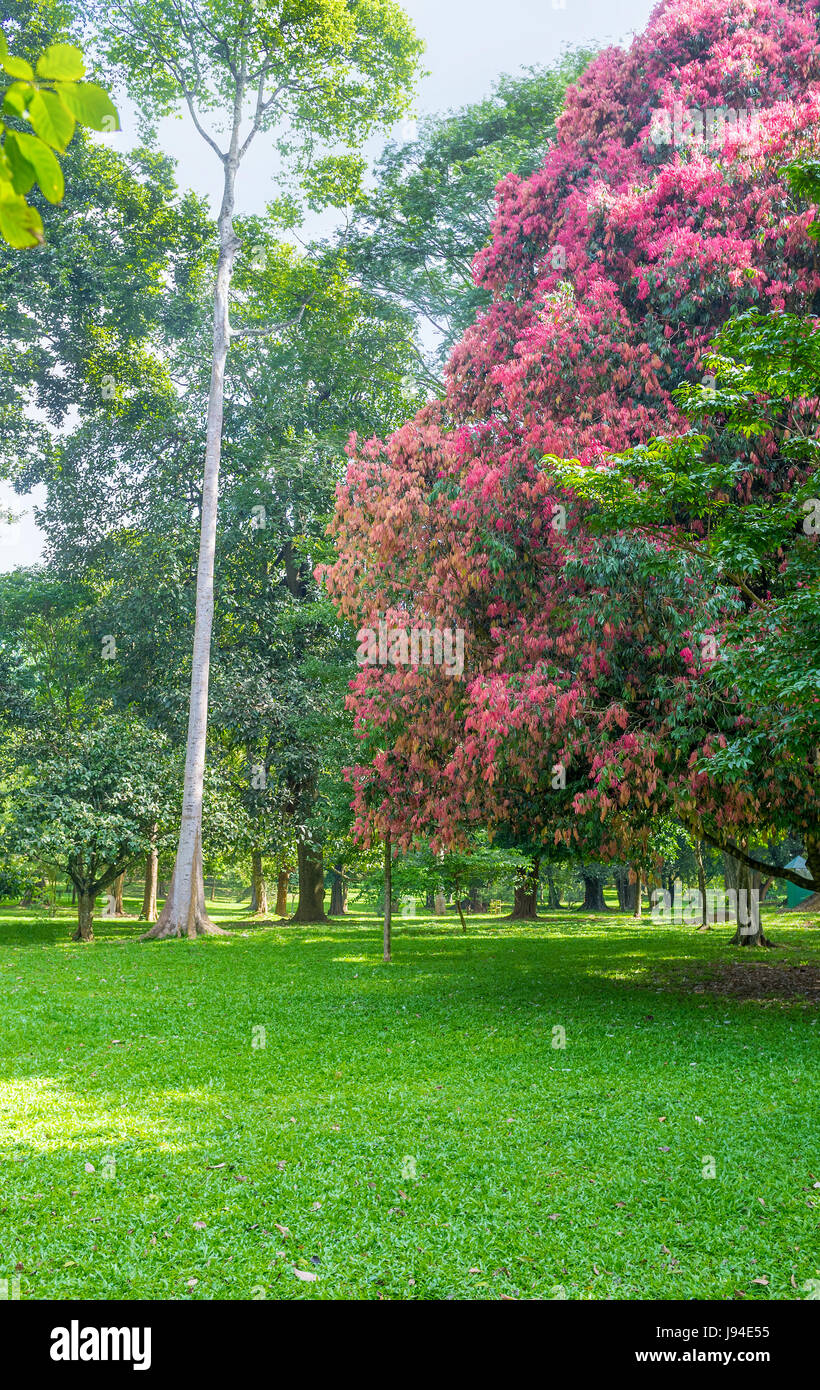 The memorial trees alley in Paradeniya Royal Botanical Garden in Kandy ...