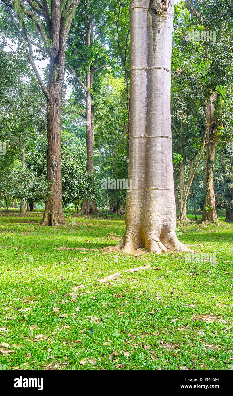 The trunk of baobab on the meadow of Paradeniya Royal Botanical Garden ...
