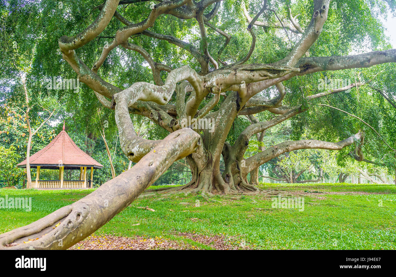 The twisted trunk and aerial roots of ficus of Benjamin in Ficus ...