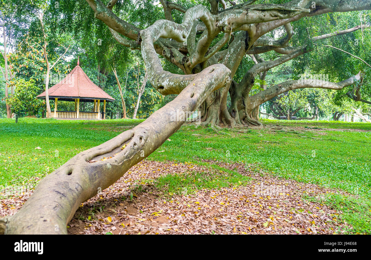 The scarry twisted trunk of ficus of Benjamin, the perfect tree for the ...