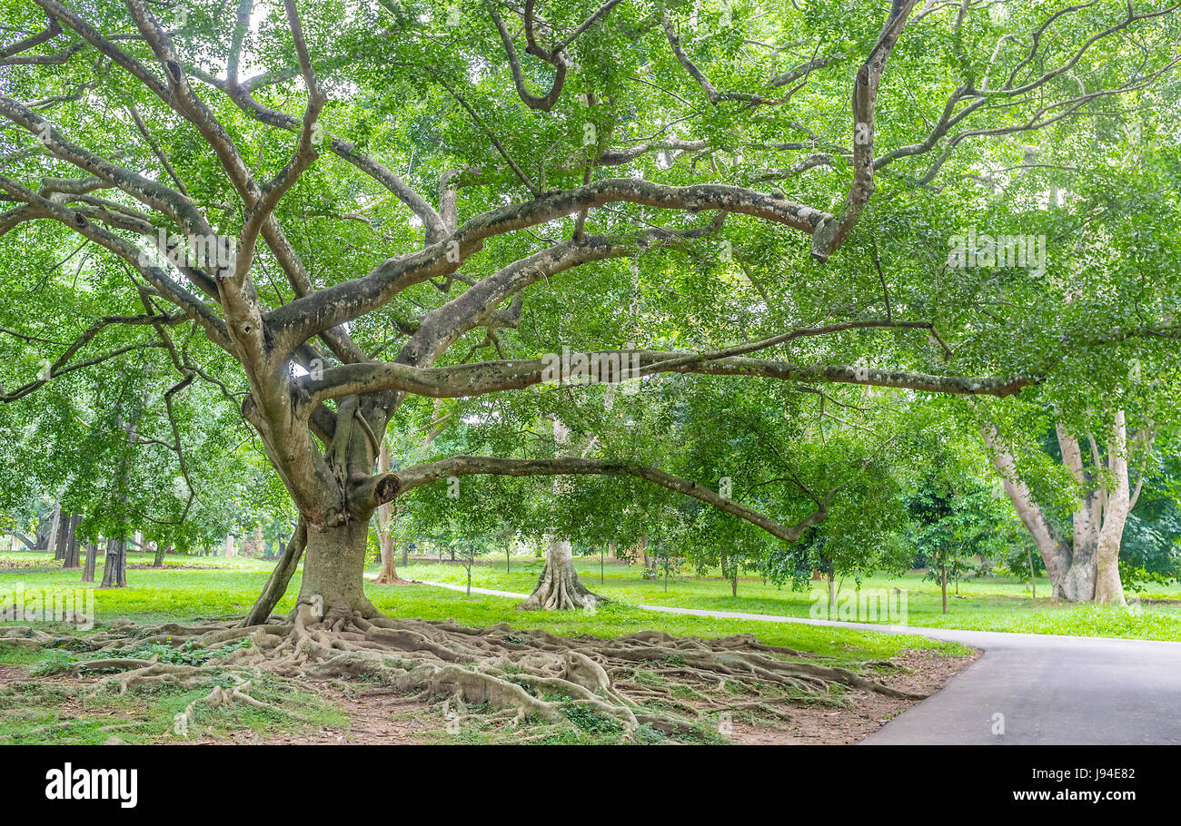 Buttress Roots Ficus Tree Ficus High Resolution Stock Photography and ...