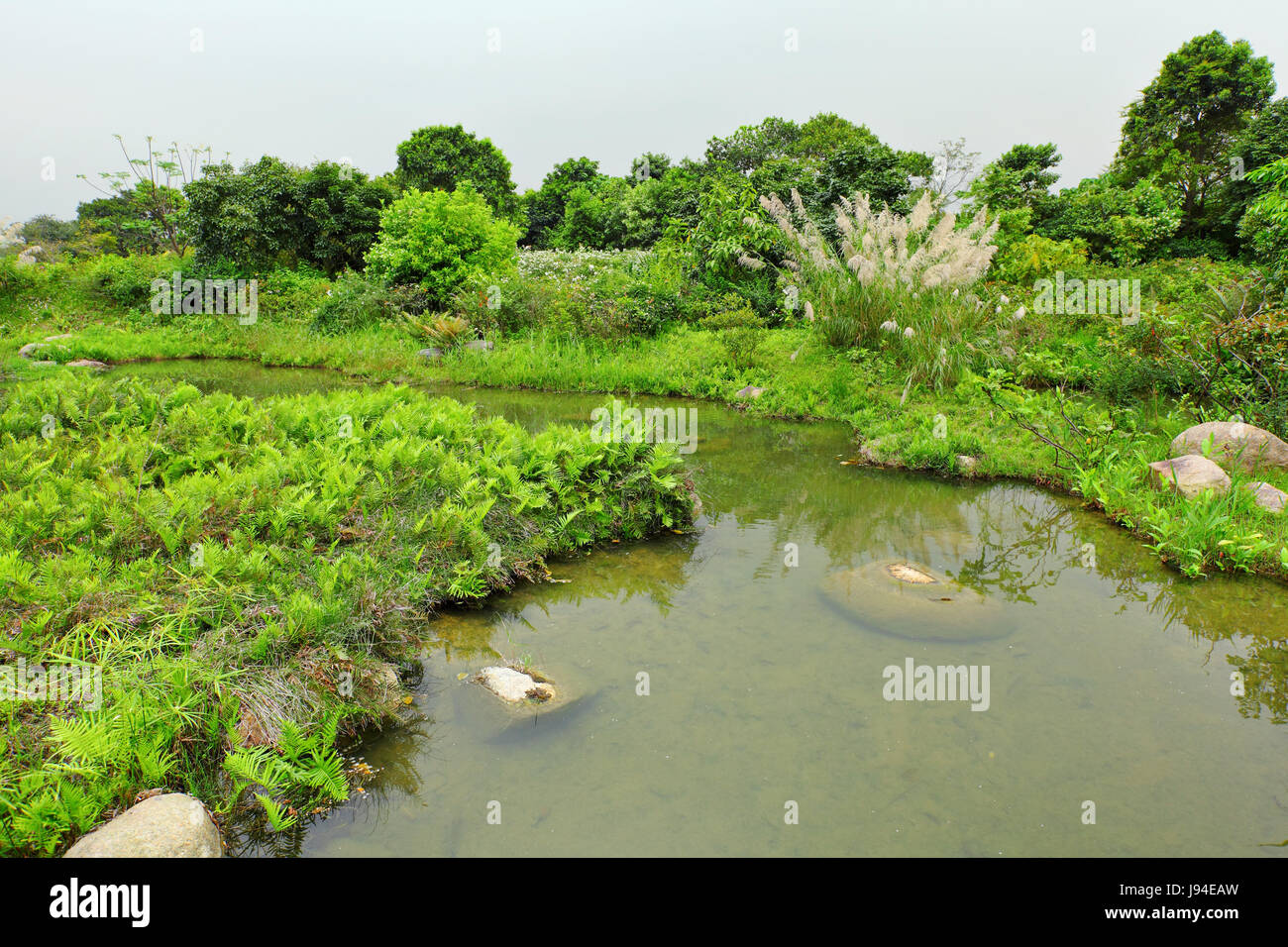 Wetland mitigation area hi-res stock photography and images - Alamy
