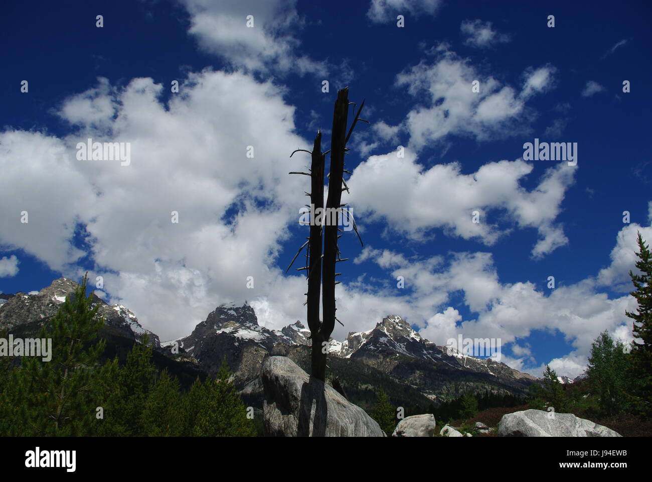 tree, trunk, rock, mountain range, mountain, forest, blue, tree, green ...