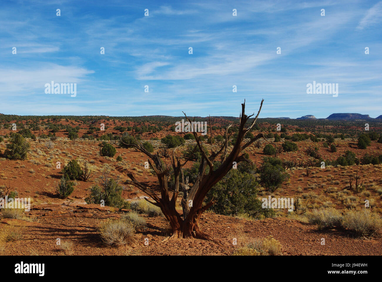 tree, desert, wasteland, branch, dry, dried up, barren, plant, blue ...