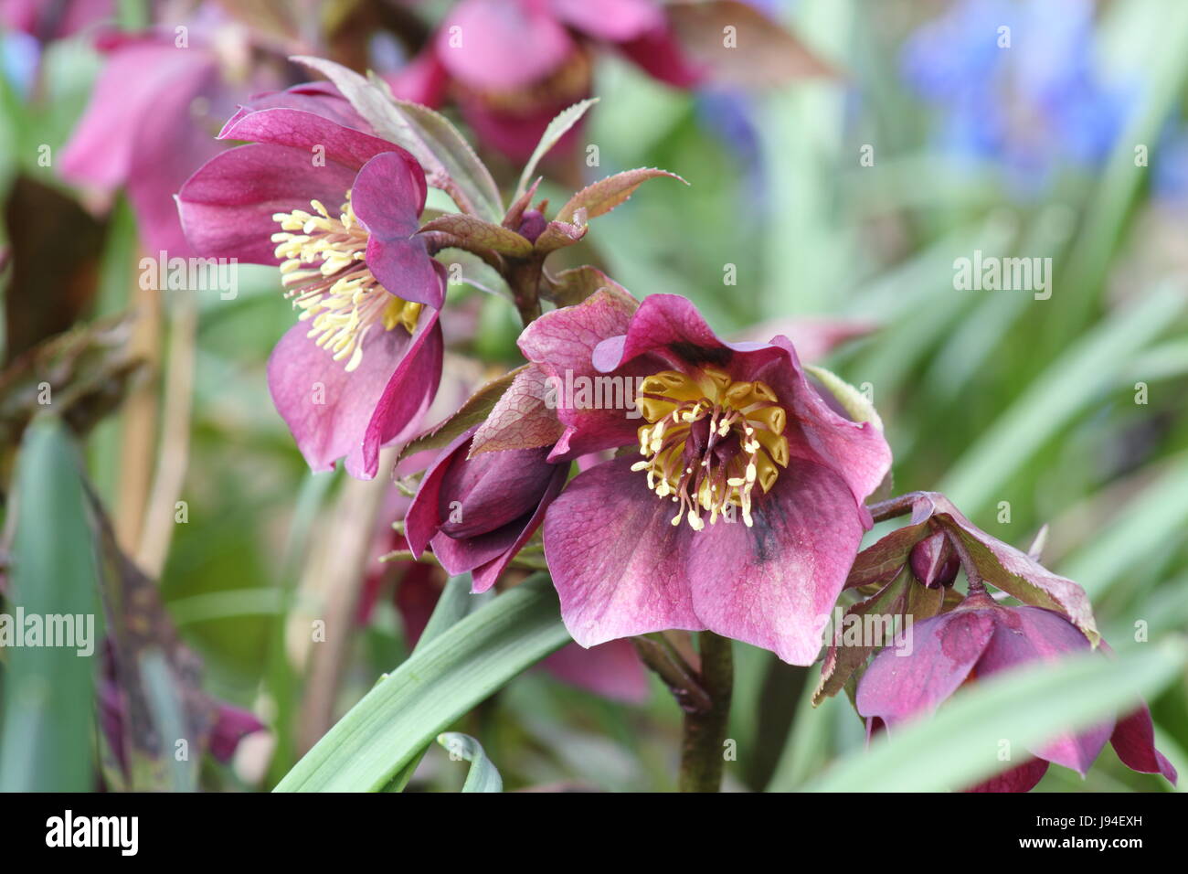 homeopathy, medicinal plant, christmas rose, toxic, poisonous, spring ...